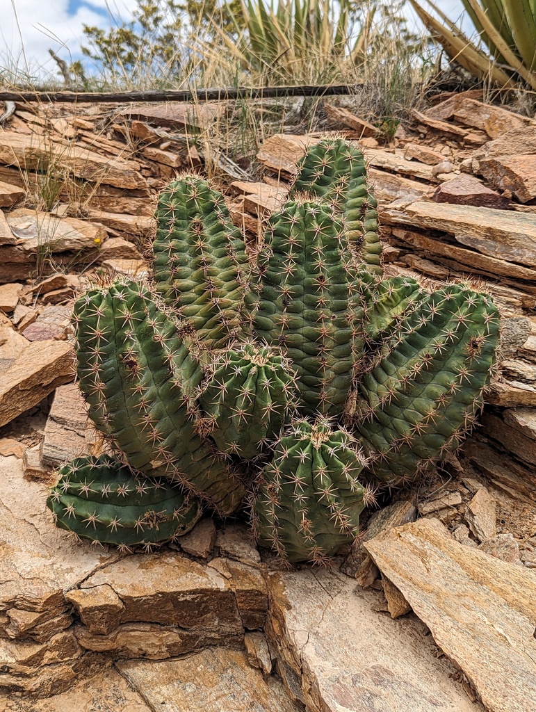 Echinocereus gurneyi from Hudspeth County, TX, USA on September 13 ...