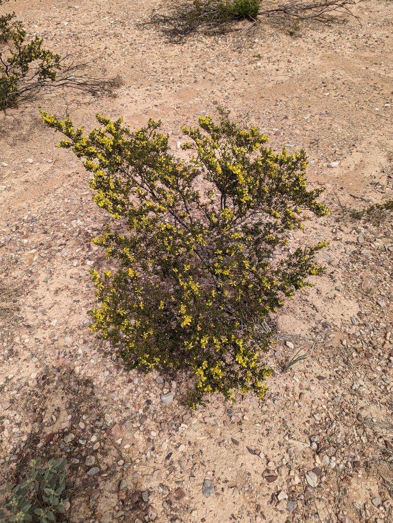 Creosote Bush from Hudspeth County, TX, USA on September 13, 2023 at 12 ...