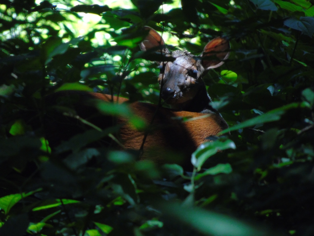 Temazate rojo desde Tiltepec el 11 de septiembre de 2023 a las 12:44 PM ...