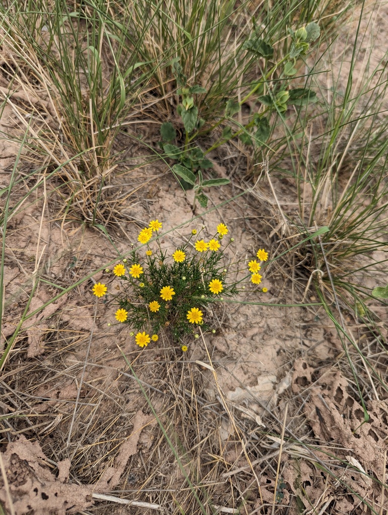 Parralena from Hudspeth County, TX, USA on September 13, 2023 at 12:24 ...