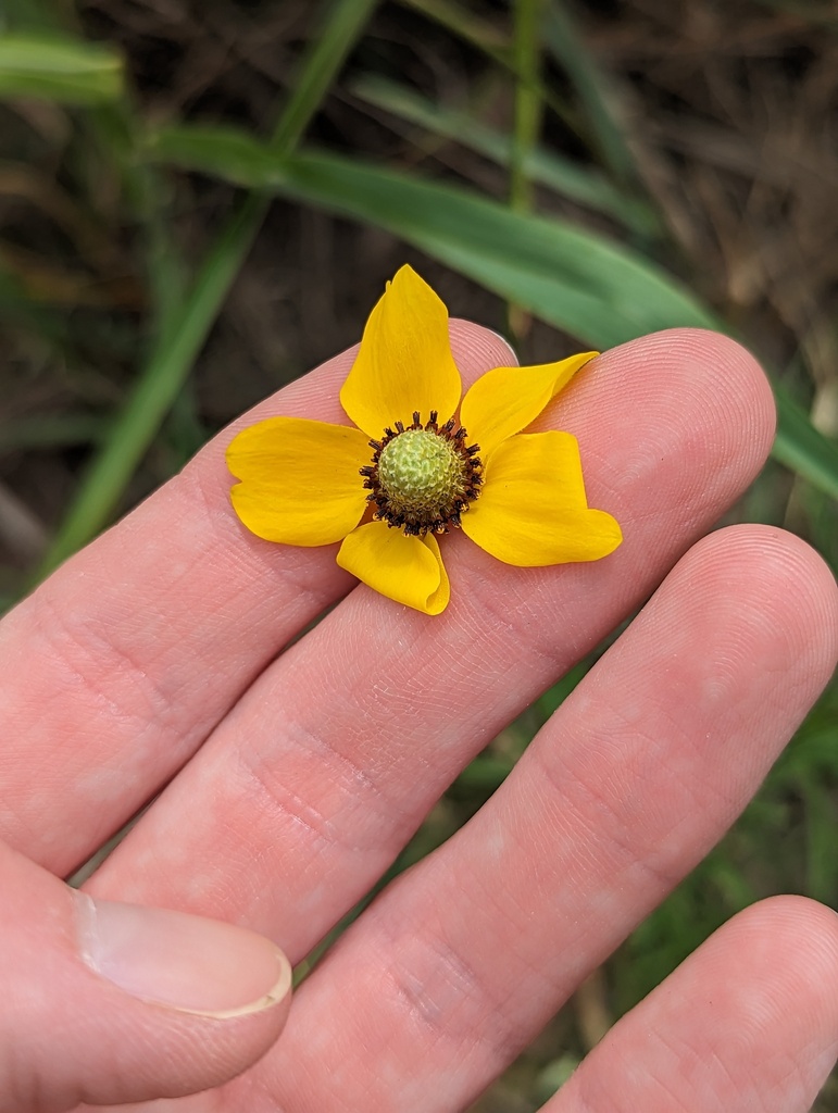 upright prairie coneflower from Hudspeth County, TX, USA on September ...