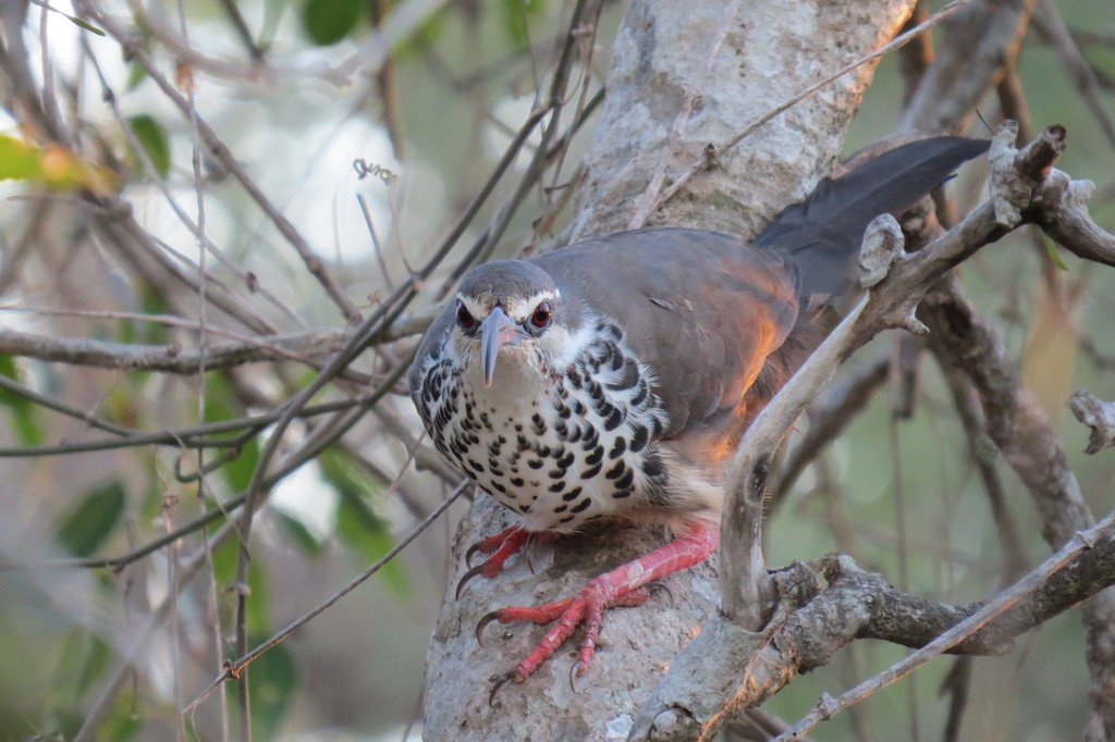 Mesites (Mesitornithidae) - Avian Discovery