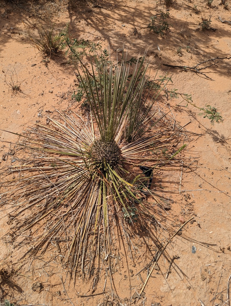 soaptree yucca from Hudspeth County, TX, USA on September 13, 2023 at ...