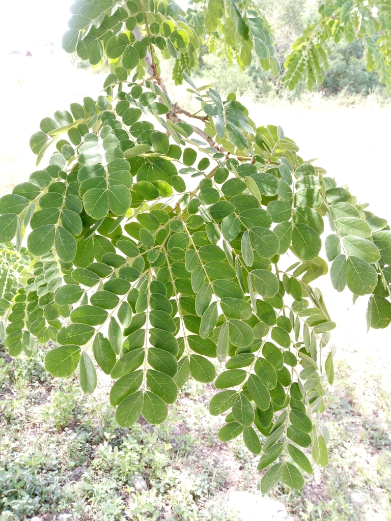 Coulteria mollis from La Jagua de Ibirico, Cesar, Colombia on September 12, 2023 at 01:36 PM by ...