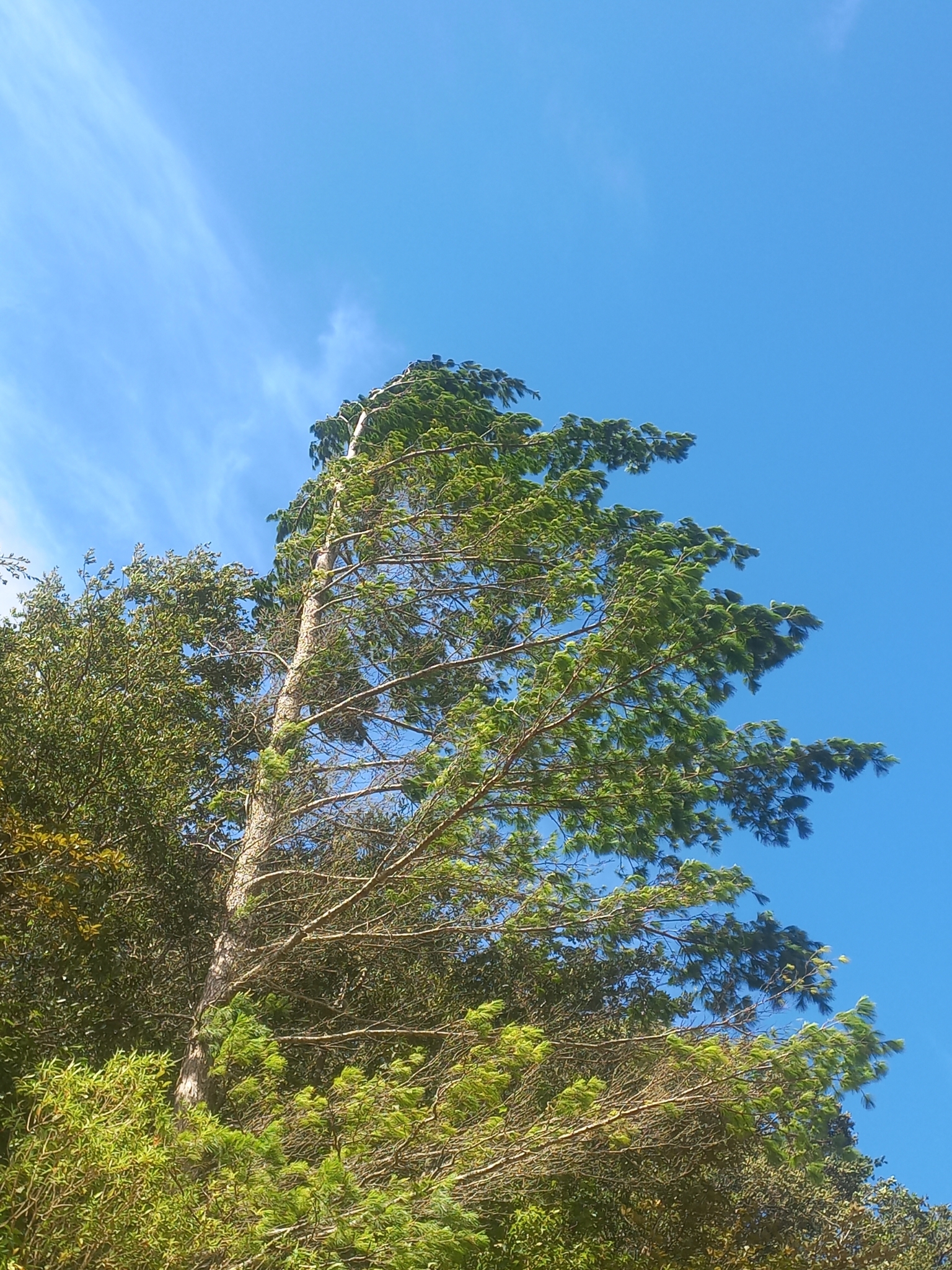 Bosques de Pino – Encino de la Sierra Madre del Sur – Pangea