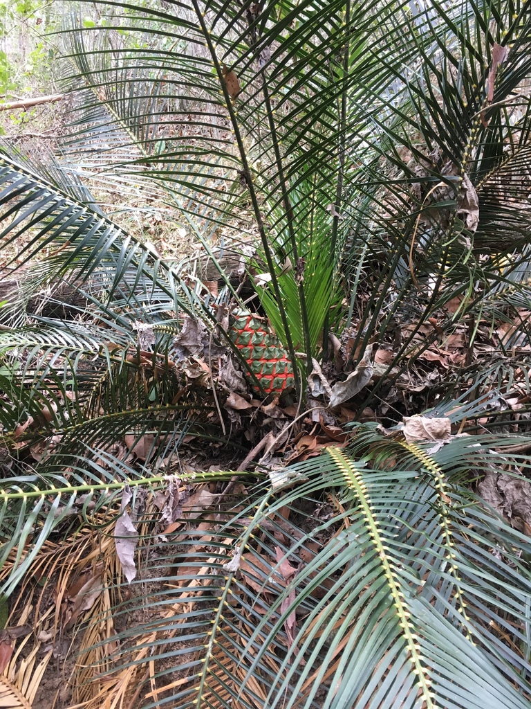 Cycads (Cycadopsida) - Botanical Realm