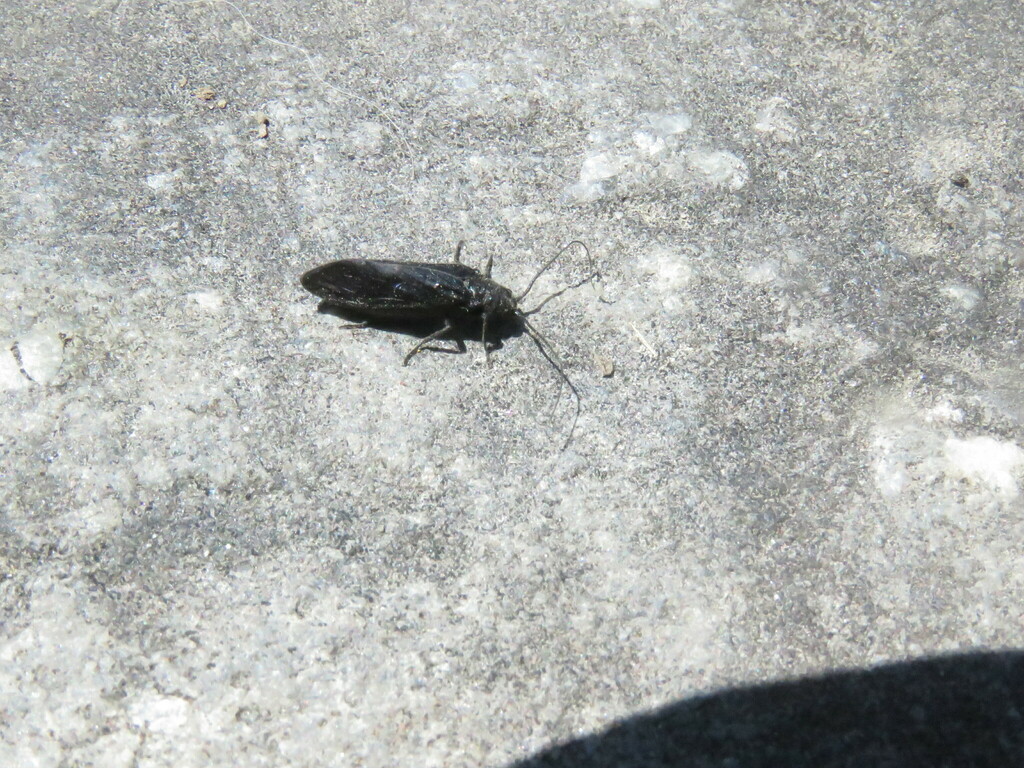 Winged and Once-winged Insects from Indian Brook Reservoir, Essex, VT ...