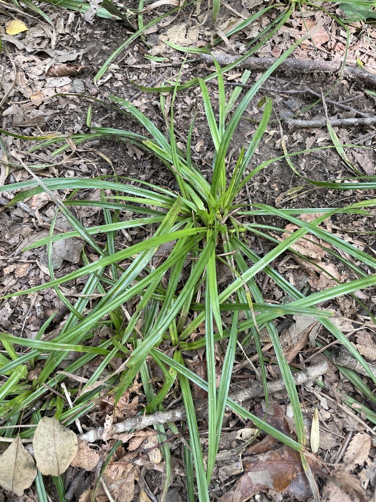 Dwarf Lily-turf from S M St, Fort Smith, AR, US on September 13, 2023 ...