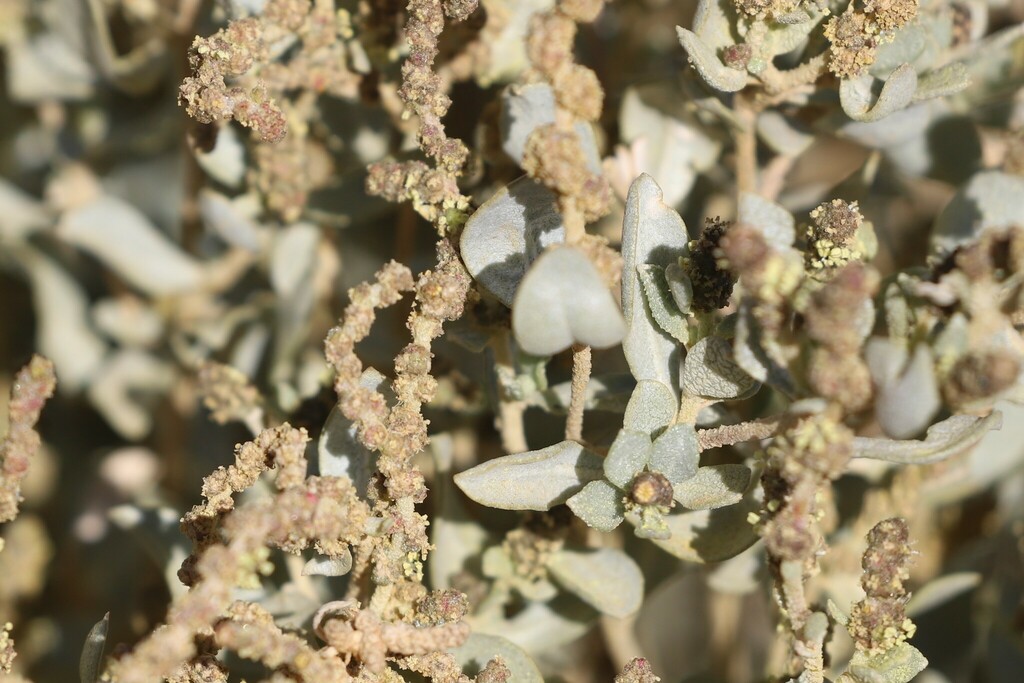 bladder saltbush from Arkaroola SA 5732, Australia on July 18, 2023 at ...