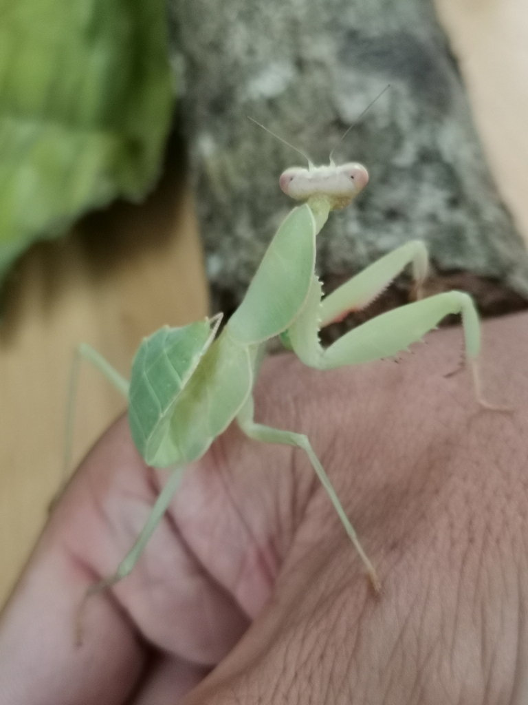 Rhombomantis longipennis from Xishuangbanna Dai, CN-YN, CN on September ...