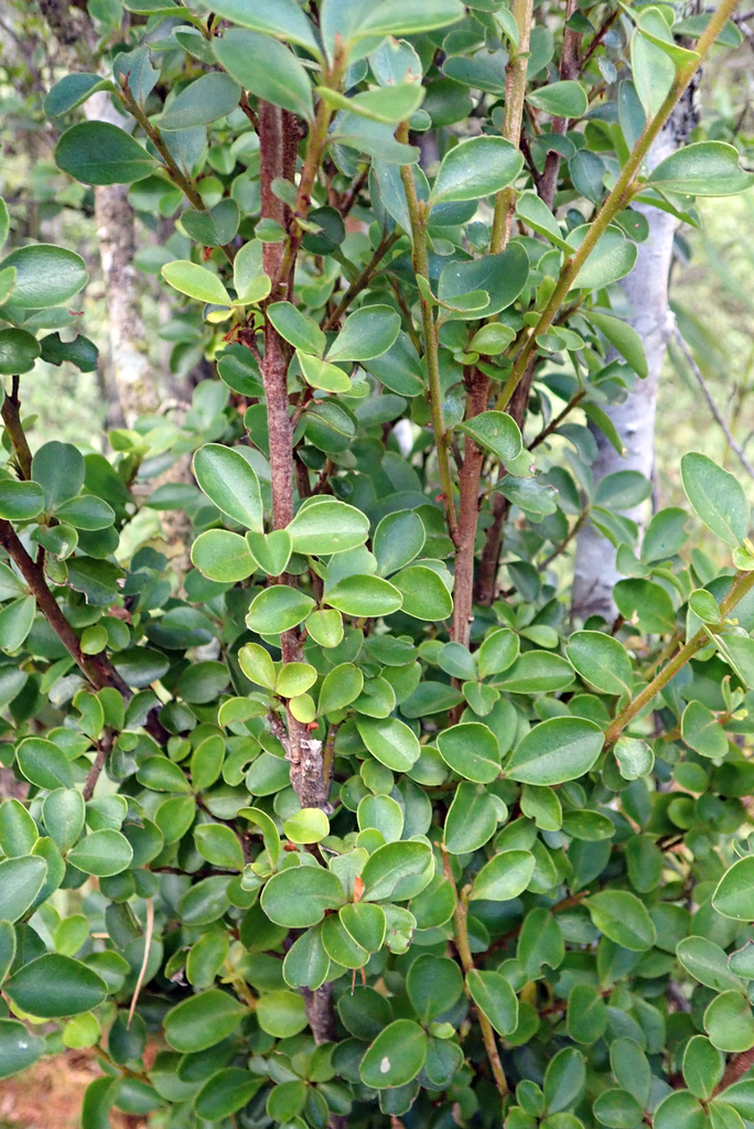 Swamp Mapou in February 2019 by Peter de Lange. Abundant in tarahinau ...