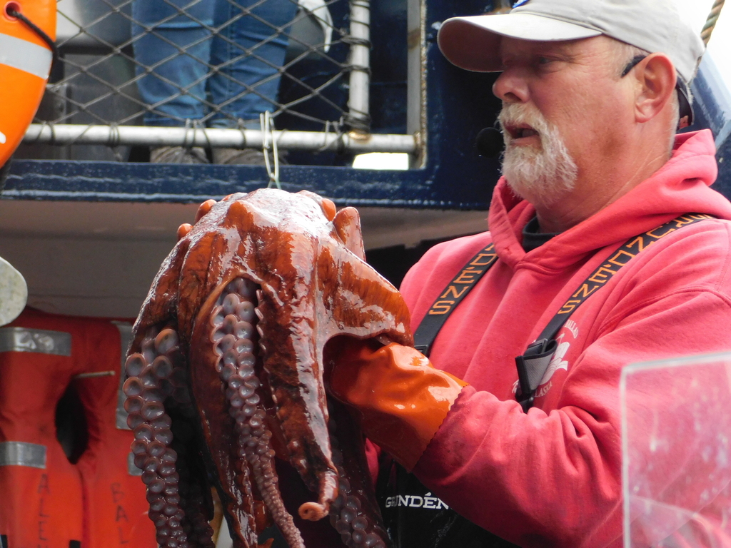 Giant Pacific Octopus from Ketchikan Gateway Borough, AK, USA on ...