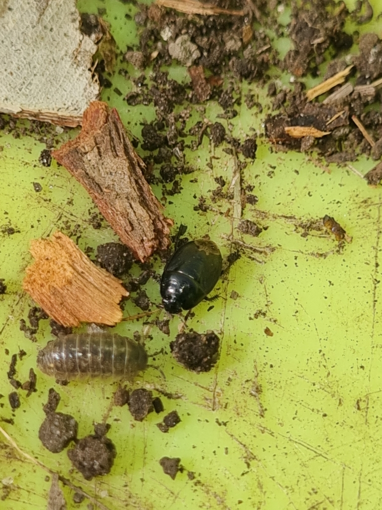 Winged and Once-winged Insects from Mount Martha VIC 3934, Australia on ...
