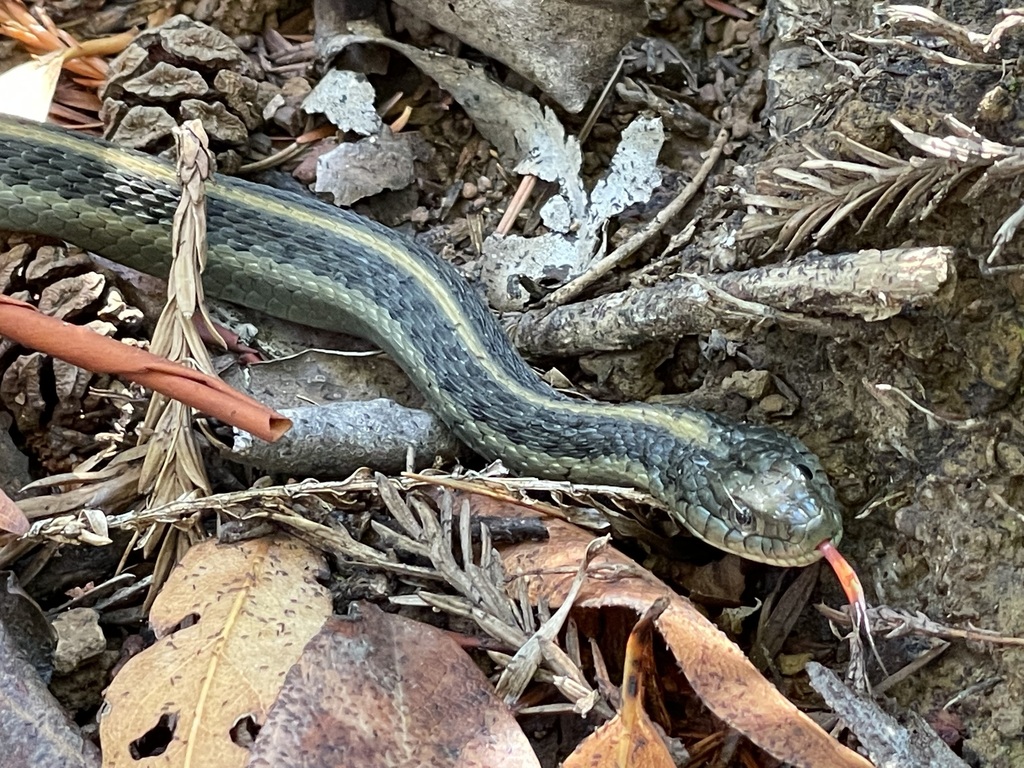 Aquatic Garter Snake from Sonoma County, CA, USA on September 21, 2022 ...