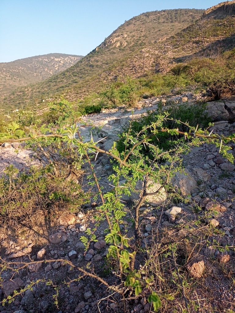 twisted acacia from Colón, Qro., México on June 23, 2023 at 07:01 AM by ...