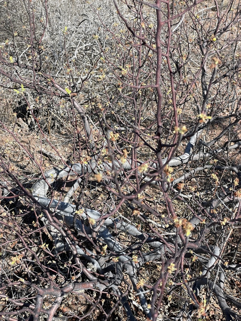 Red Elephant Tree from Parque Nacional Bahía de Loreto, Loreto, B.C.S ...