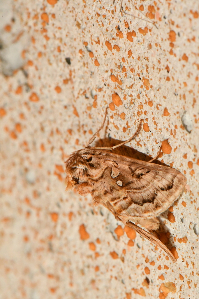 Wavy Chestnut Y Moth from Rouyn-Noranda, QC, Canada on July 16, 2023 at ...