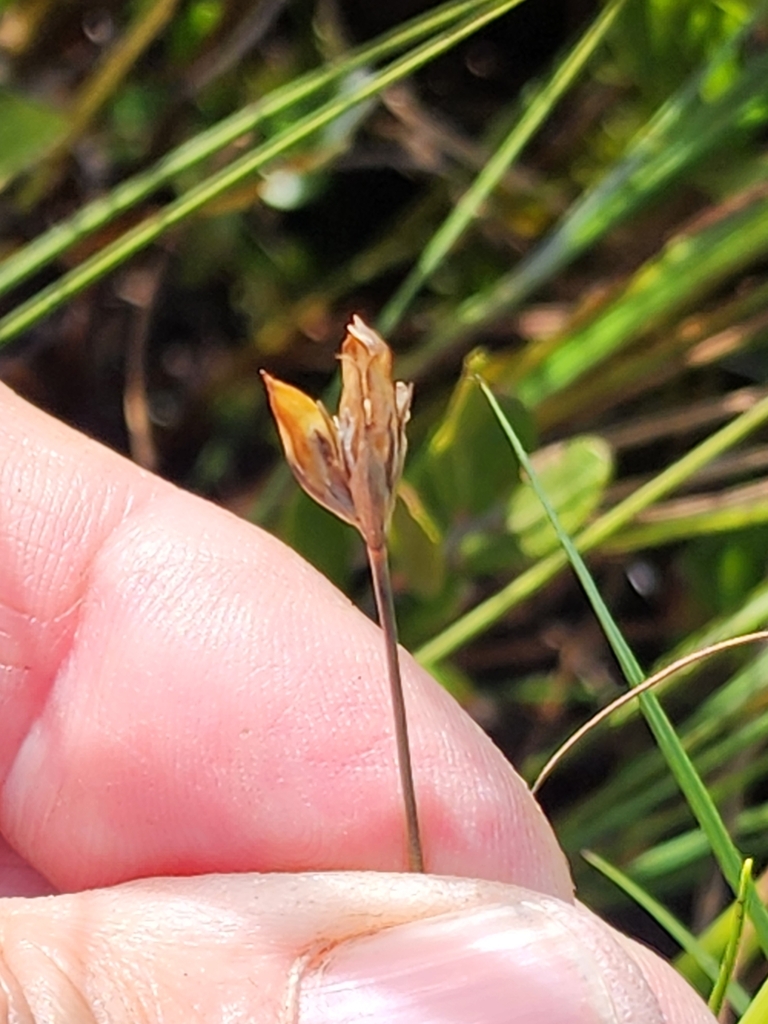 Moor Rush from Stony River Township, MN, USA on September 13, 2023 at ...