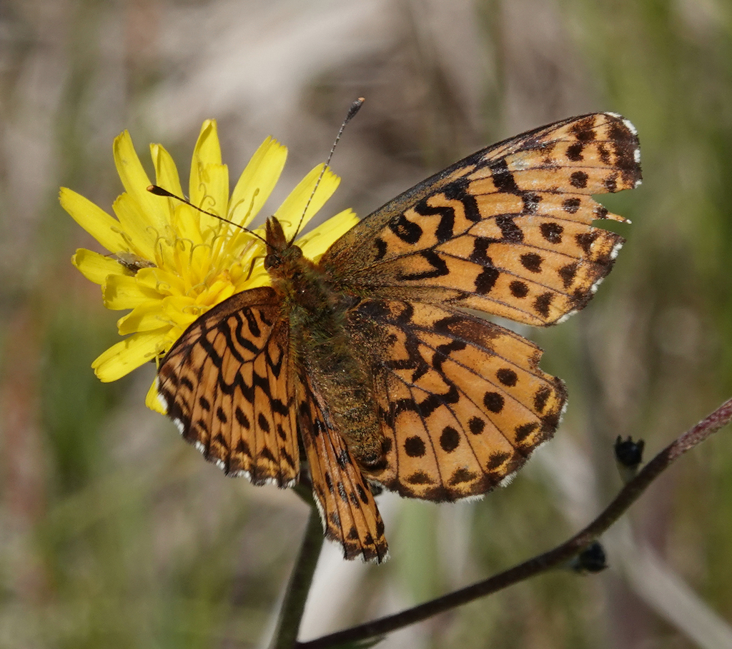 Purple Lesser Fritillary from Kananaskis, AB T0L, Canada on July 20 ...