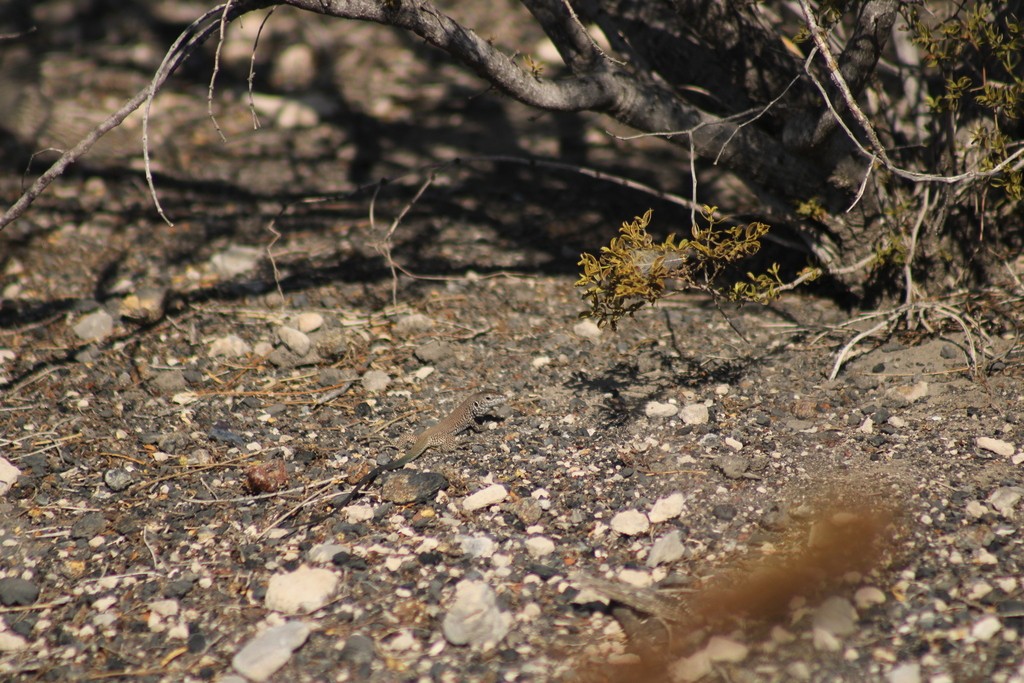 Marbled Whiptail from Gral Cepeda, Coah., México on August 31, 2023 at ...