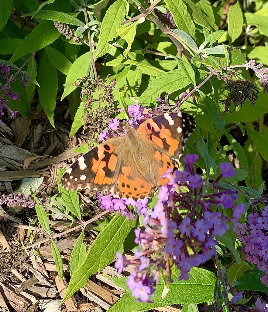 Painted Lady from Glenlivet St, Howell, MI, US on September 13, 2023 at ...