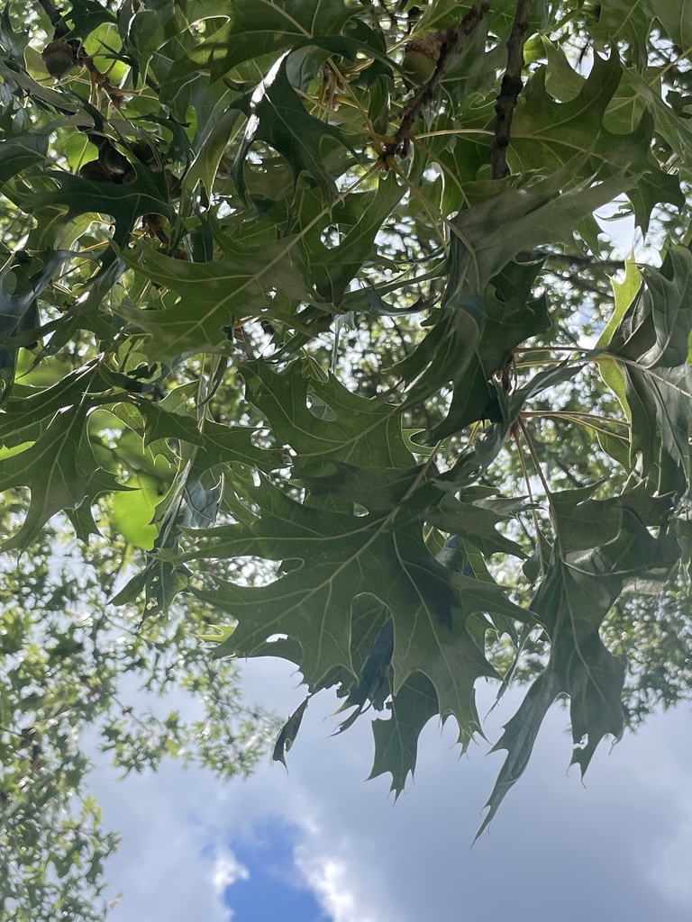 black oak from Tampier Slough Woods, Palos Park, IL, US on September 13 ...