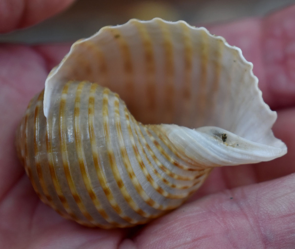 mosaic tun snail from Cairns QLD, Australia on July 24, 2023 at 01:59 ...