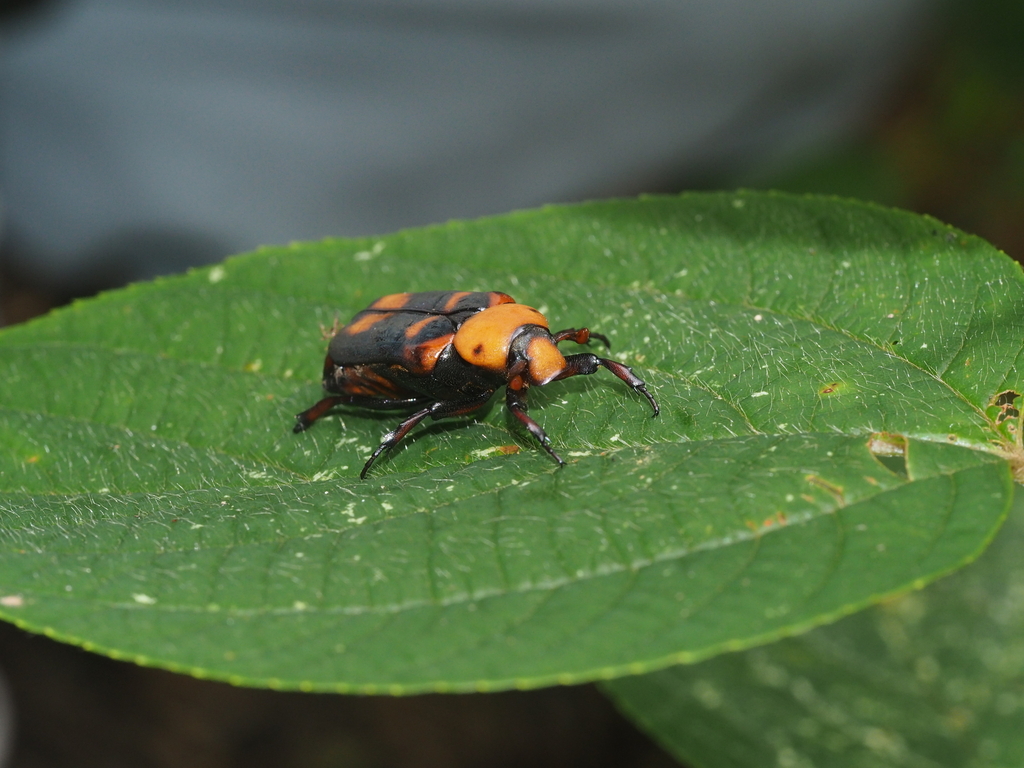 Clinterocera trimaculata from 浙江省衢州市开化县古田山 on September 6, 2023 at 12: ...