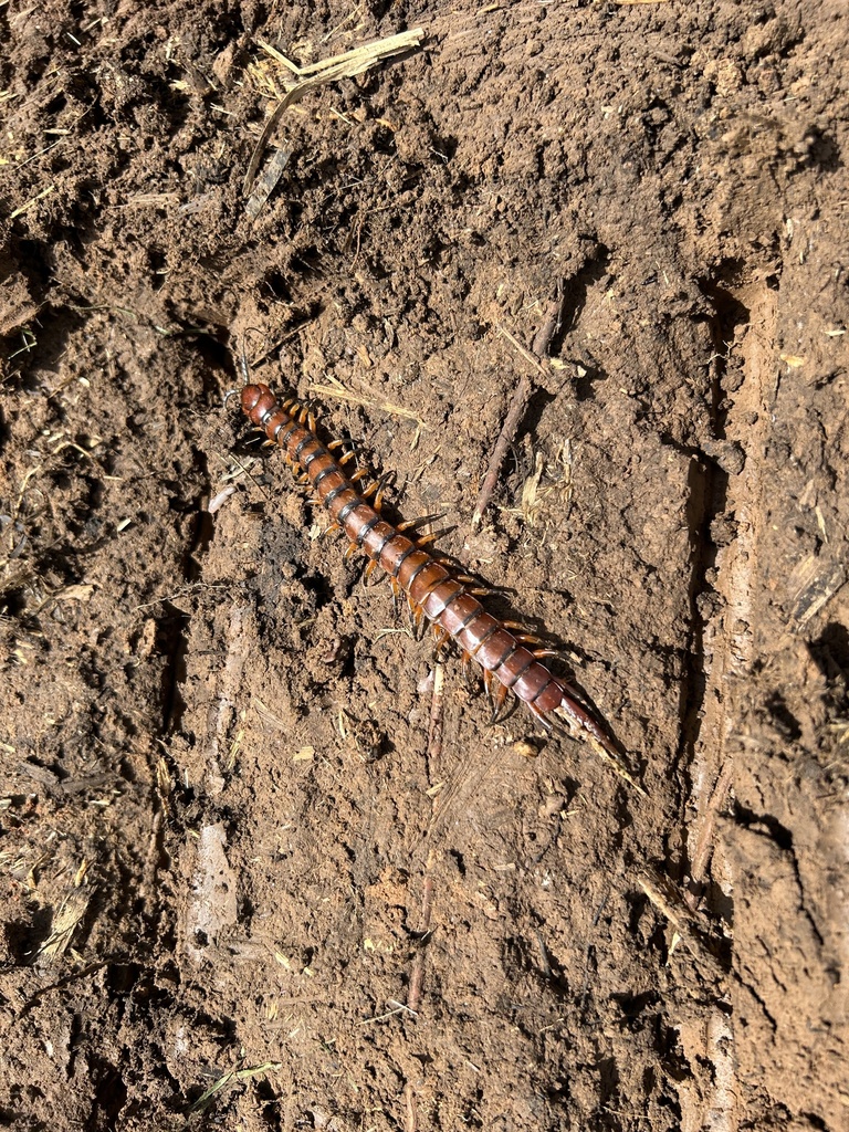 Caribbean Giant Centipede from Puerto Rico, Florida, Puerto Rico, US on ...