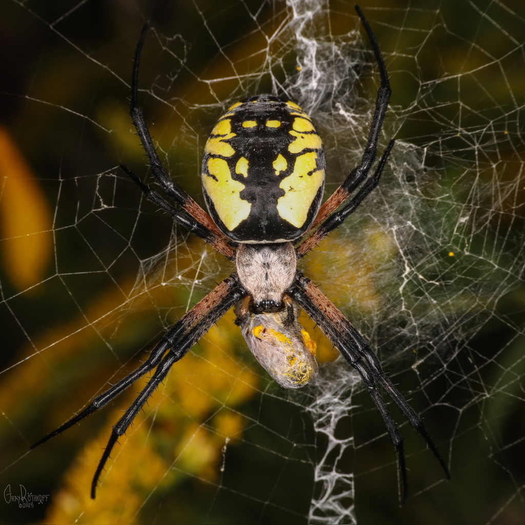 Yellow Garden Spider from Sydney R. Marovitz, Chicago, IL, US on ...