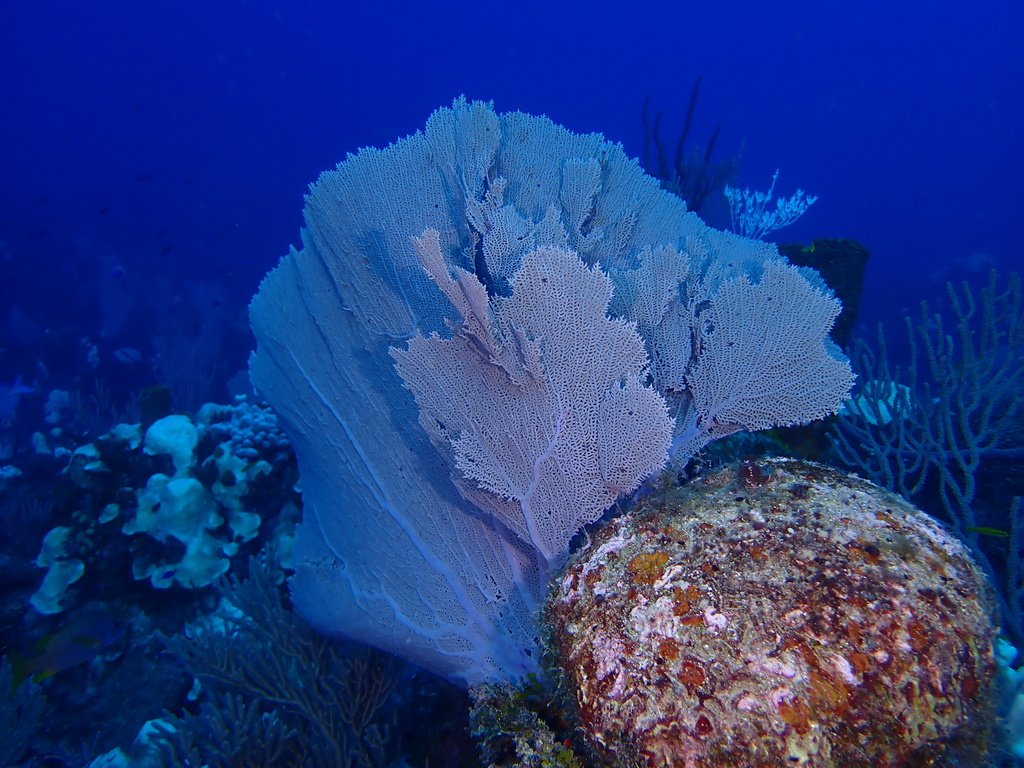 Gorgonia from Guantánamo Bay, Guantánamo, CU on September 12, 2023 at ...