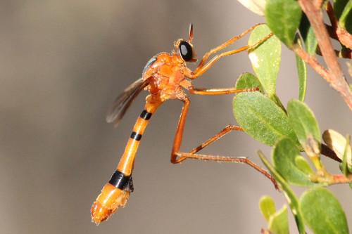 Genus Neocyrtopogon · iNaturalist