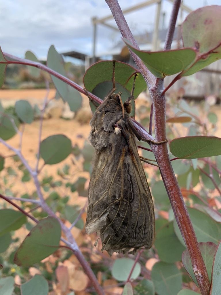 Butterflies and Moths from Oak Valley Rd, Upton Hill, VIC, AU on May 4 ...