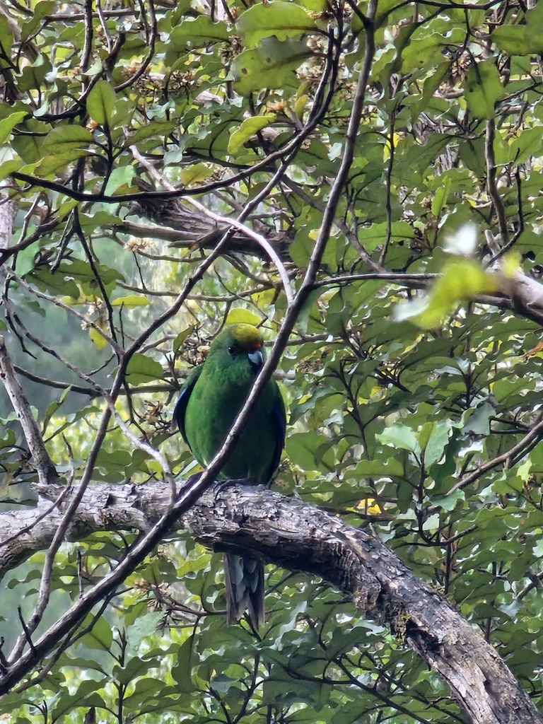 Malherbe's Parakeet in September 2023 by GandalfAndFerg. A young ...