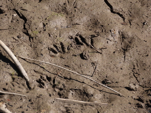 Raccoon Tracks – NatureTracking