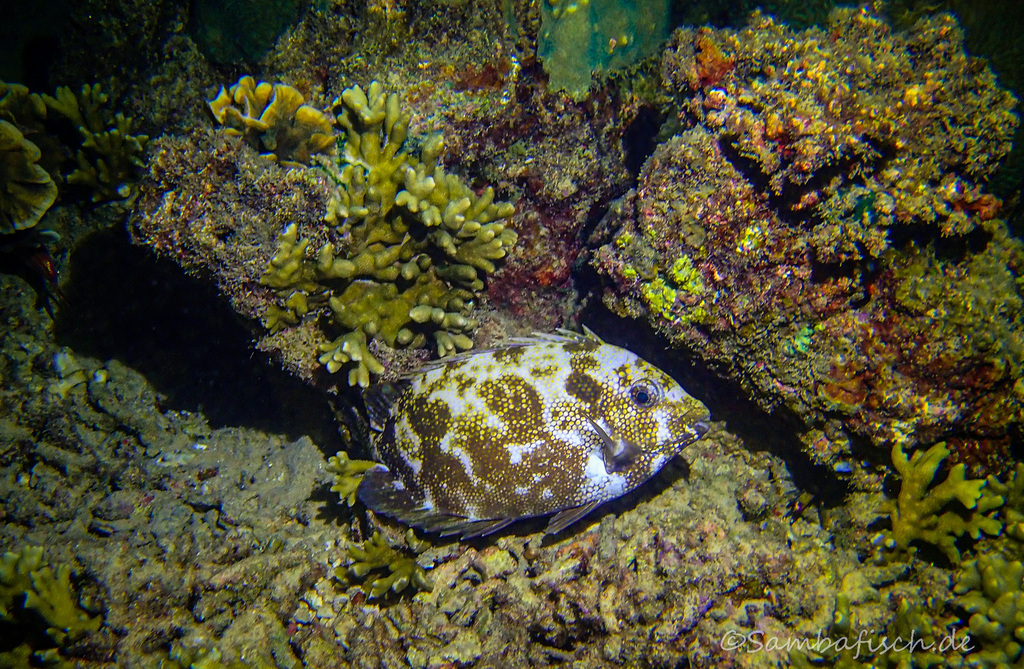 Spotted Rabbitfish from Ko Phangan, TH-ST, TH on September 13, 2023 at ...