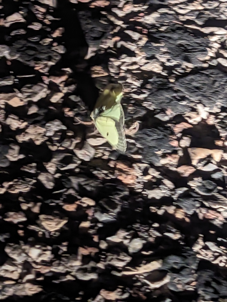 Striped Bark Scorpion from Culberson County, TX, USA on September 13 ...