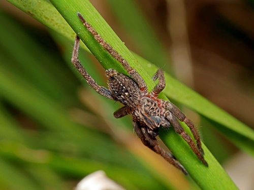 Striped Prowling Spider (Miturga lineata) · iNaturalist