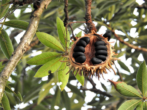 Lowveld Chestnut (Sterculia murex) · iNaturalist
