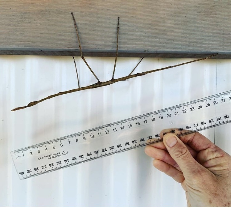 Margin-winged Stick Insect from Oak Valley Rd, Upton Hill, VIC, AU on ...