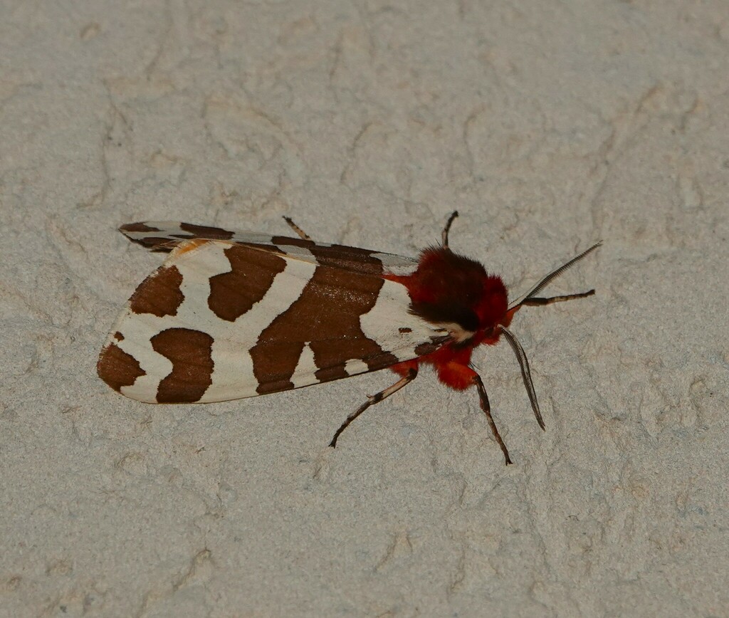 Garden Tiger from Lincoln County, WY, USA on September 13, 2023 at 09: ...