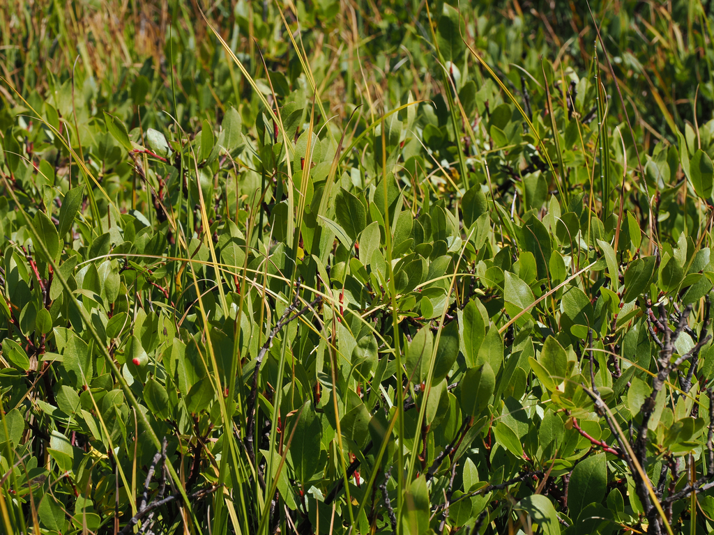 Arizona Willow (Salix arizonica) - Botanical Realm