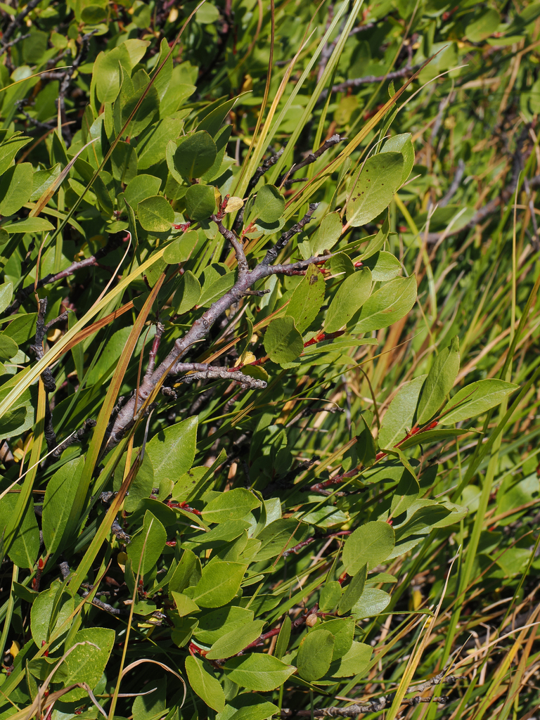 Arizona Willow from Cedar Breaks National Monument, Iron, Utah, United ...