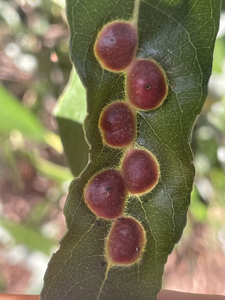 Willow Apple Gall Sawfly from UC San Diego, San Diego, CA, US on ...