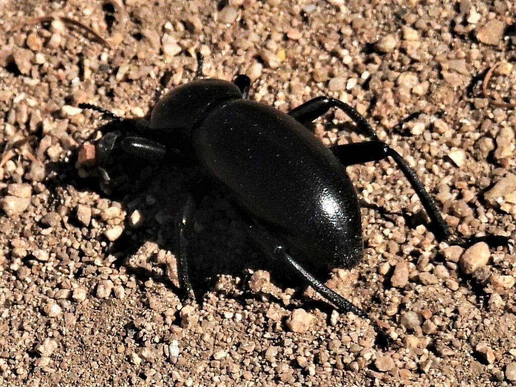 Darkling Beetles from Tomales Point Trail, California 94937, USA on ...