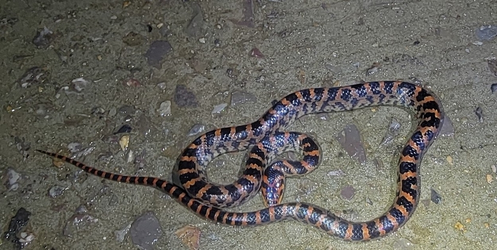 Red-banded Snake from Zhenjiang, CN-JS, CN on September 12, 2023 at 11: ...