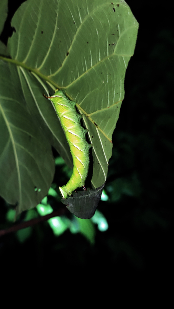 Phyllosphingia dissimilis from Chengde, CN-HB, CN on September 13, 2023 ...