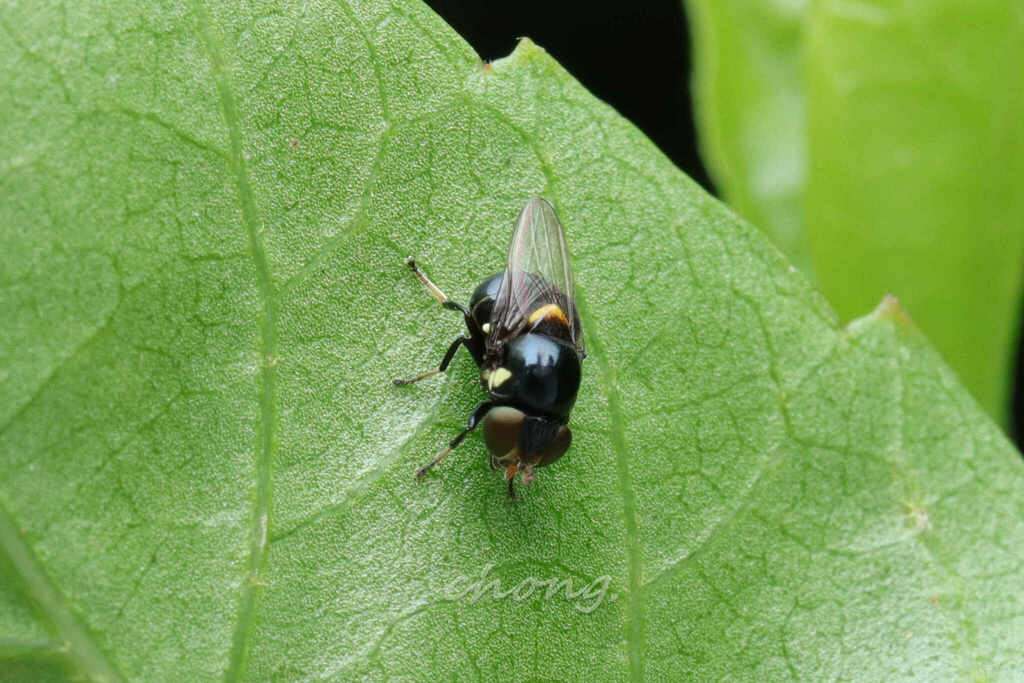 Frit Flies from 马来西亚沙巴拉瑙邮政编码: 89300 on July 16, 2023 at 12:39 PM by 虫虫 ...