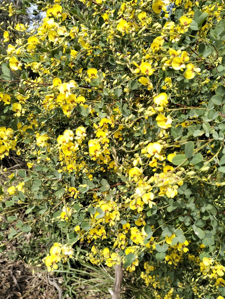 Clover-leaved Poison from Boronia Park/Bowen St, Warragul VIC 3820 ...
