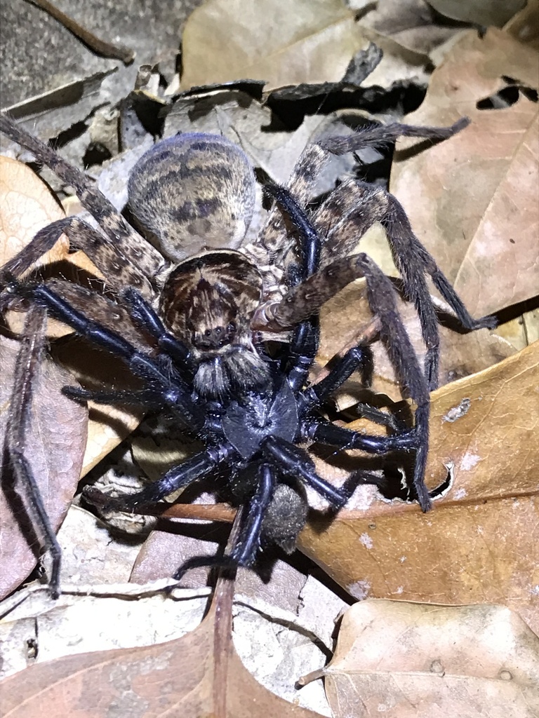Wishbone Spiders from Bowling Green Bay National Park, Mount Elliot ...